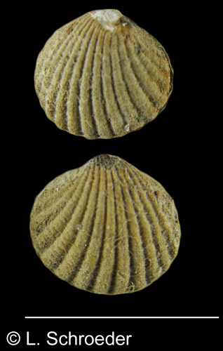 Bivalves - Astartidae, Carditidae